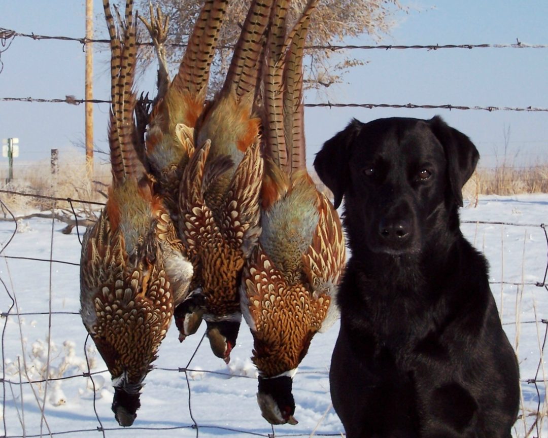 Upland Birds - Mid-America Hunting Association