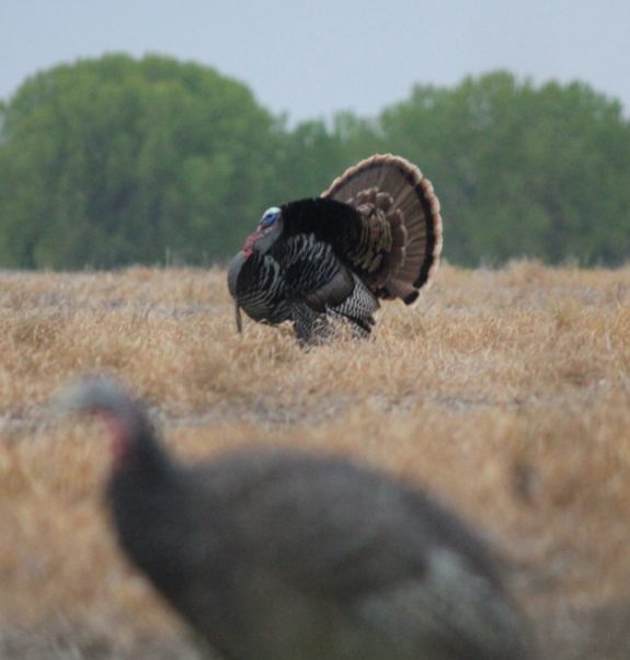 Kansas Turkey Hunting - Mid-America Hunting Association