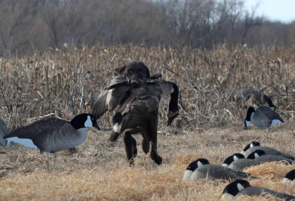 Waterfowl Hunting Gallery - Mid-America Hunting Association