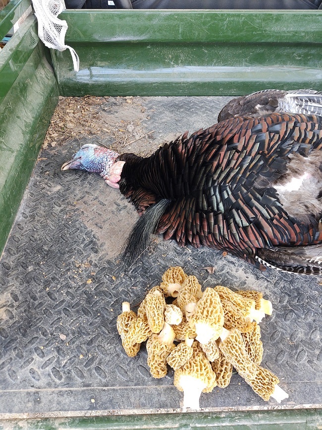 May 3, 2021 Update - Turkey Hunting
