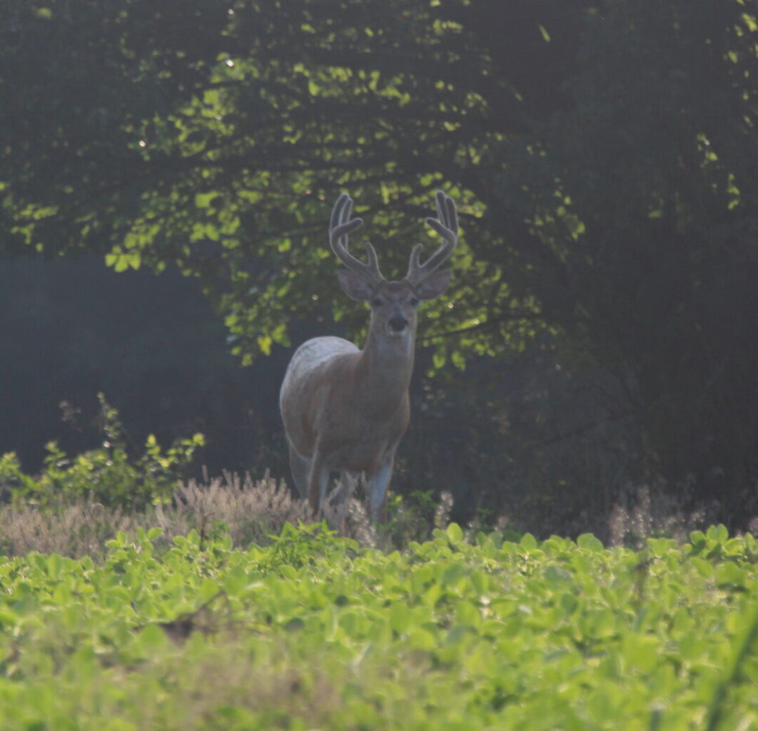 July 28, 2021 Update - Deer Hunting