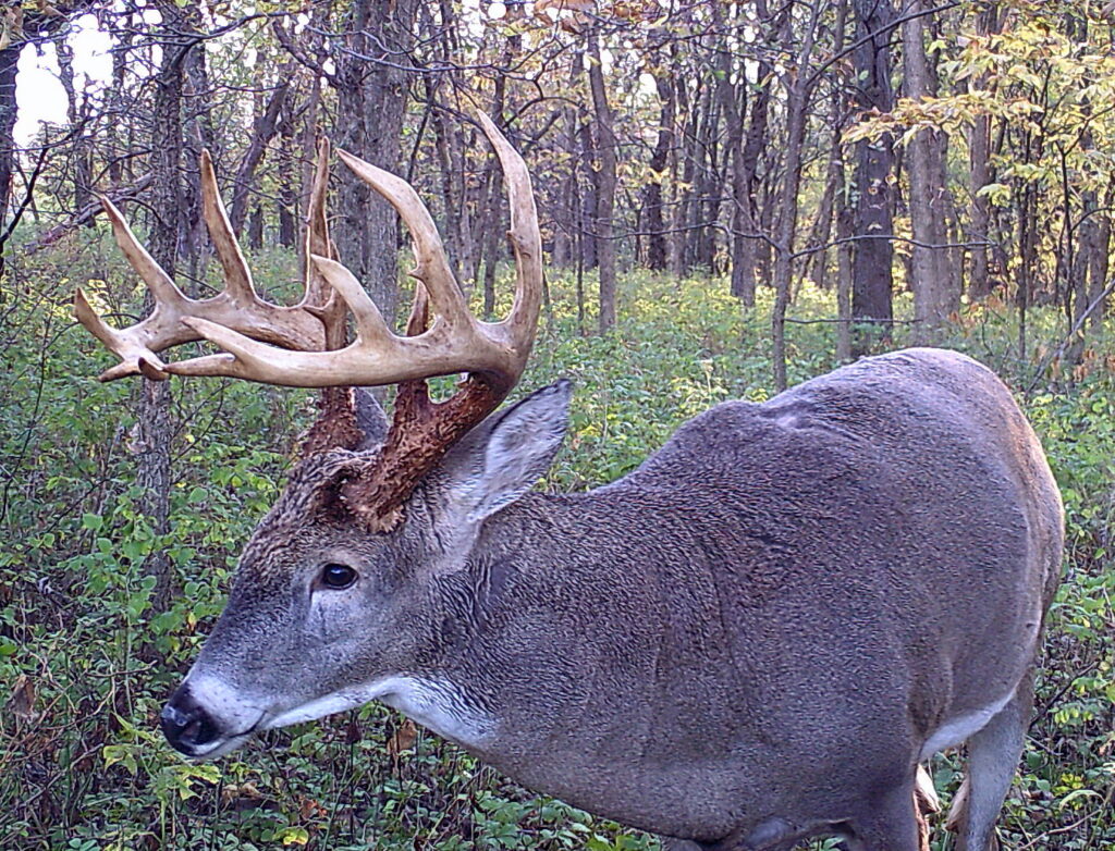 Deer Hunting Gallery - Mid-America Hunting Association