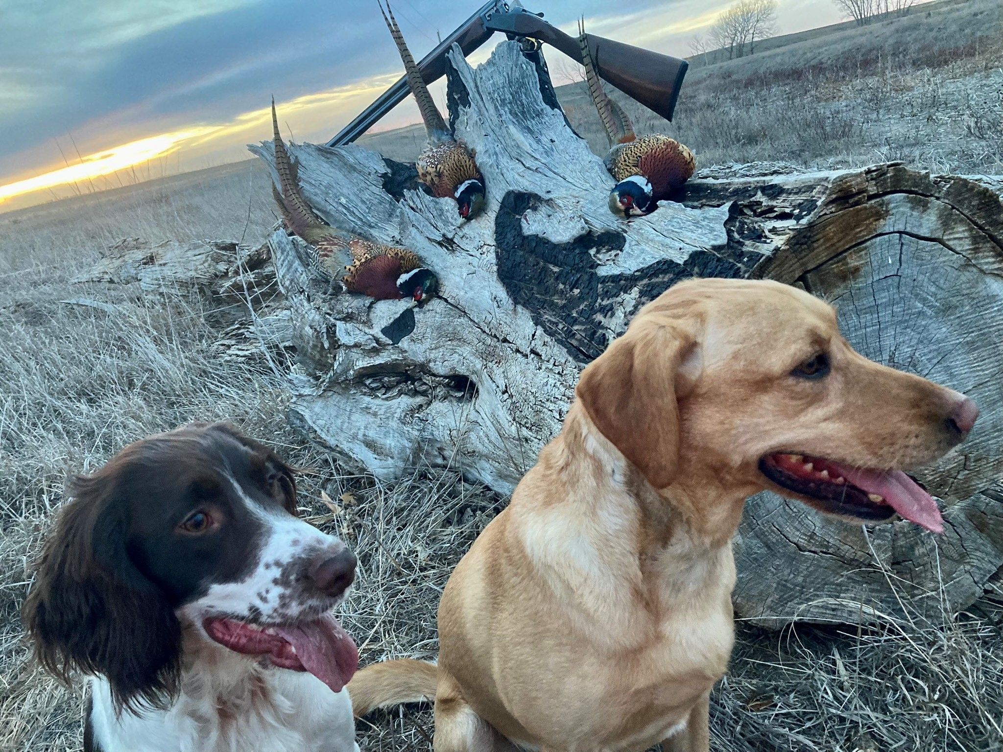 June 16, 2023 Update - Upland Bird Hunting