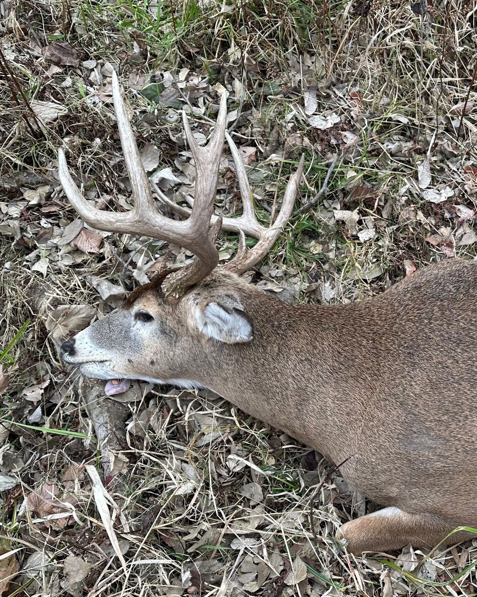 Deer Hunting Gallery - Mid-America Hunting Association