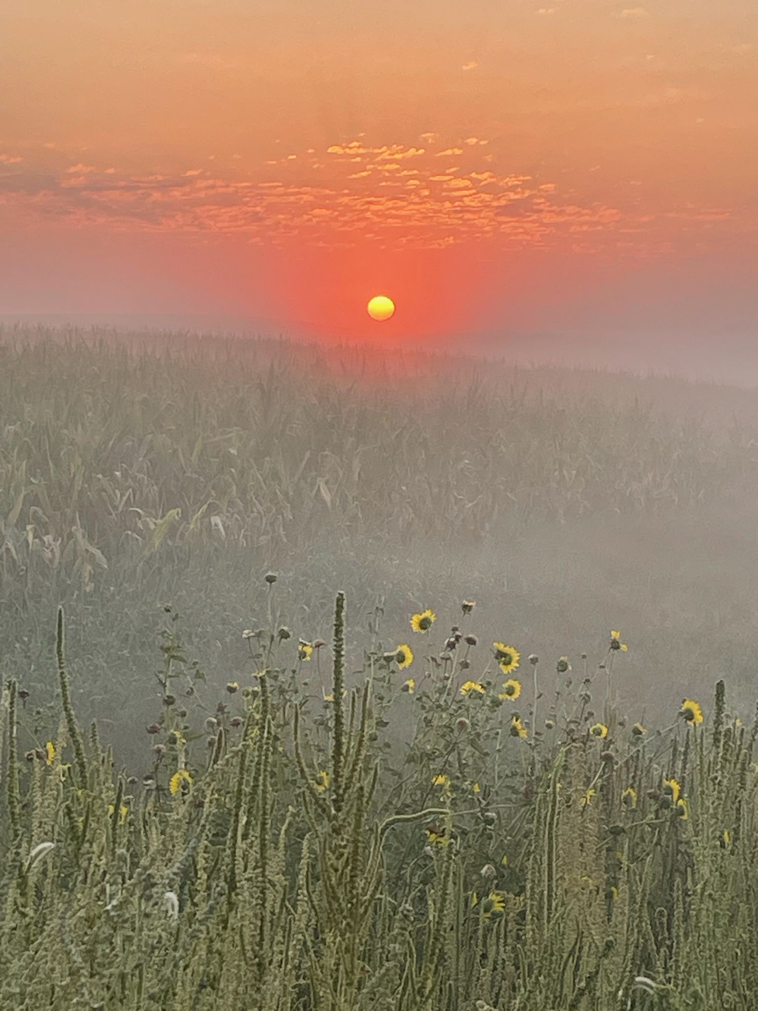 Kansas Deer Hunting - Mid-America Hunting Association