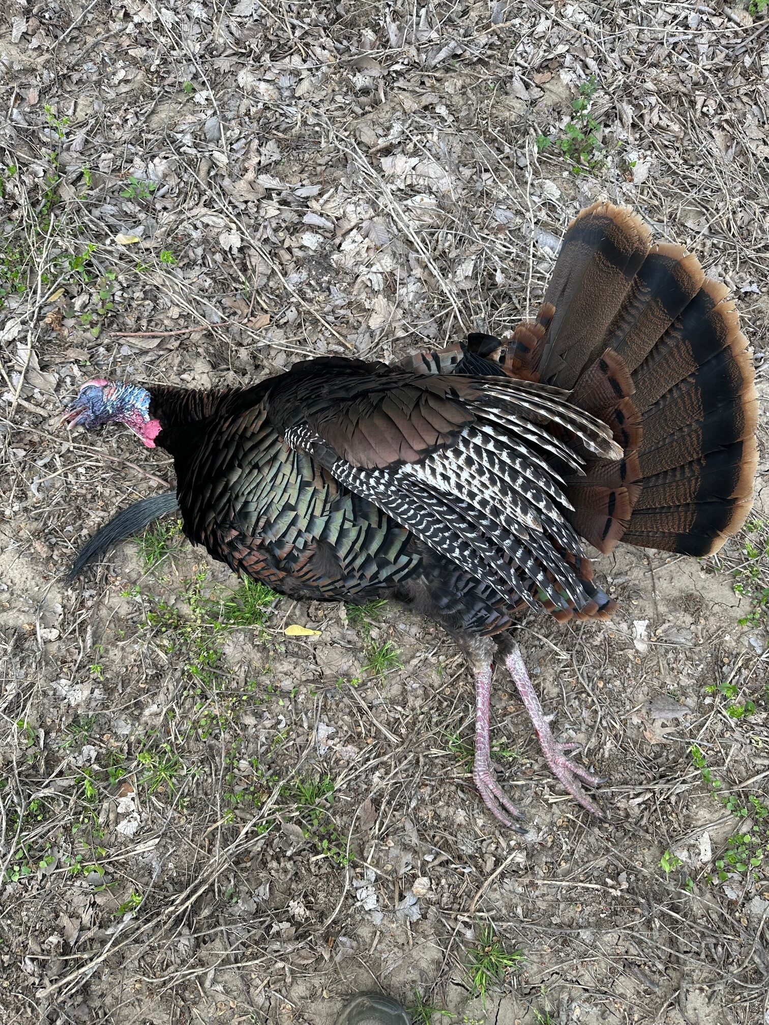 April 21, 2025 Update - Turkey Hunting