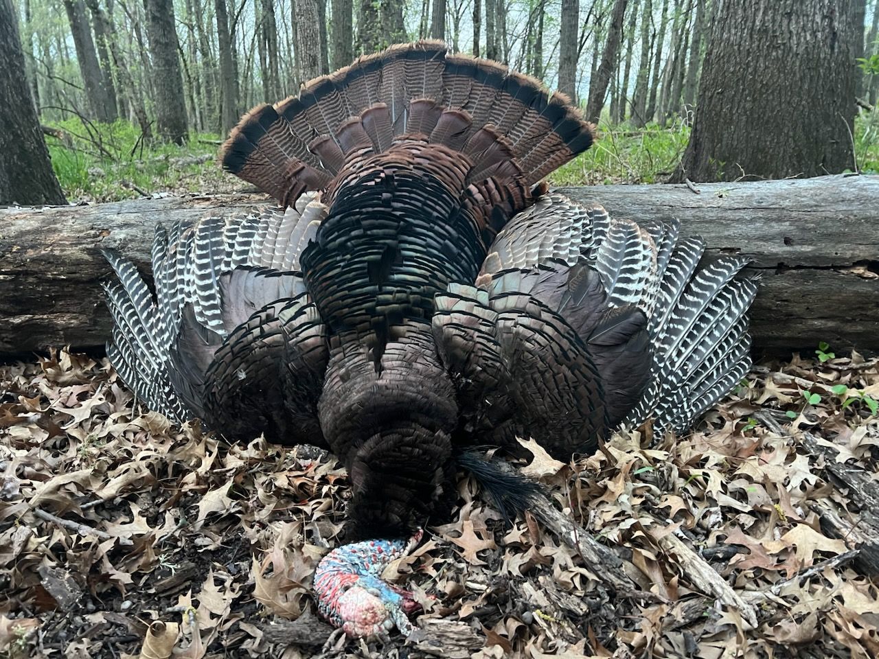 June 20, 2025 Update - Turkey Hunting