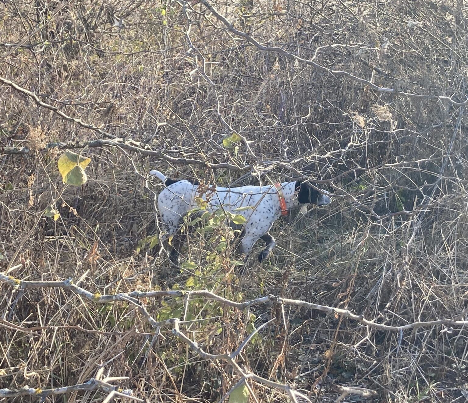 October 6, 2025 Update - Upland Bird Hunting