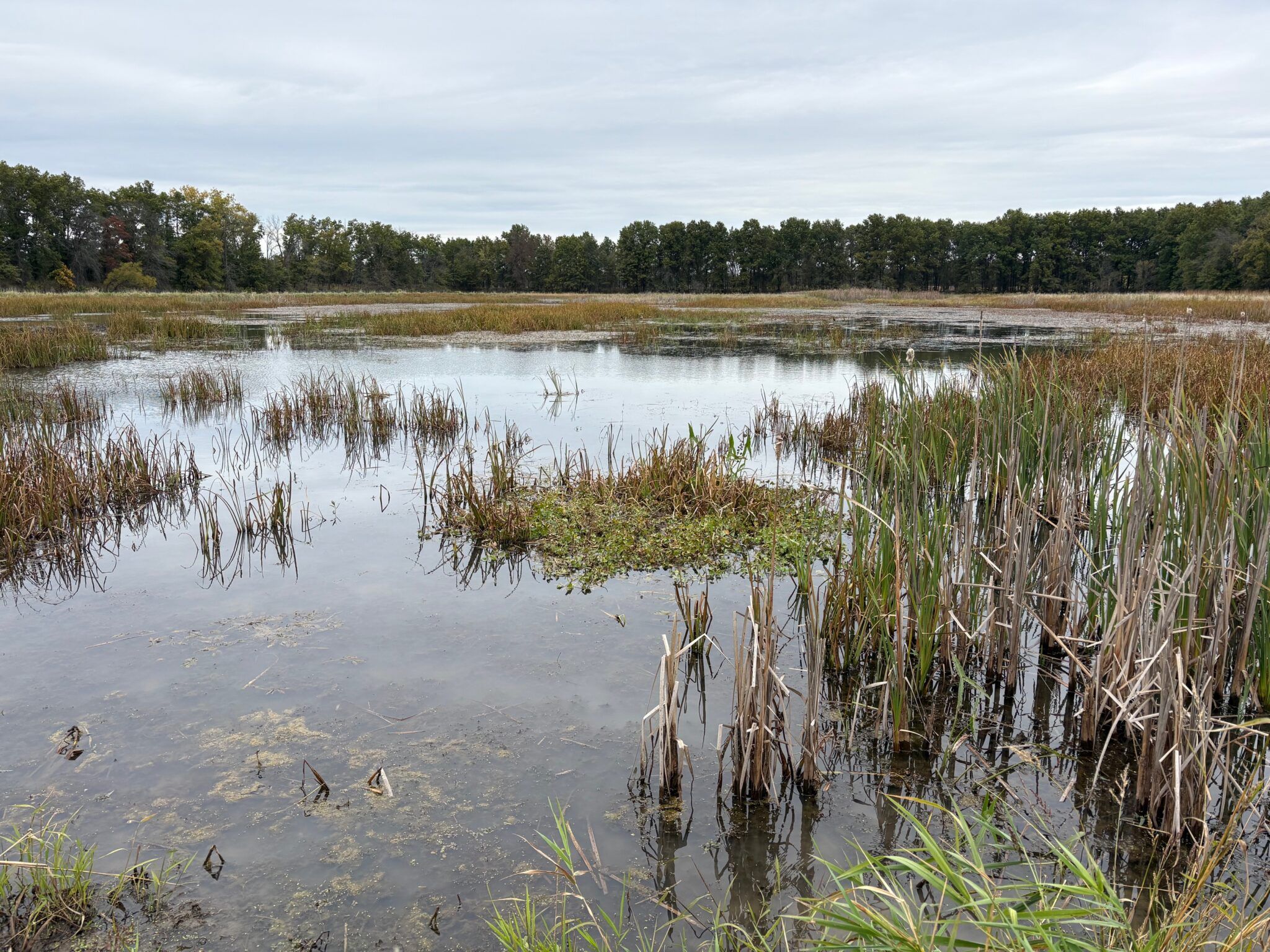 November 3, 2025 Update - Waterfowl Hunting