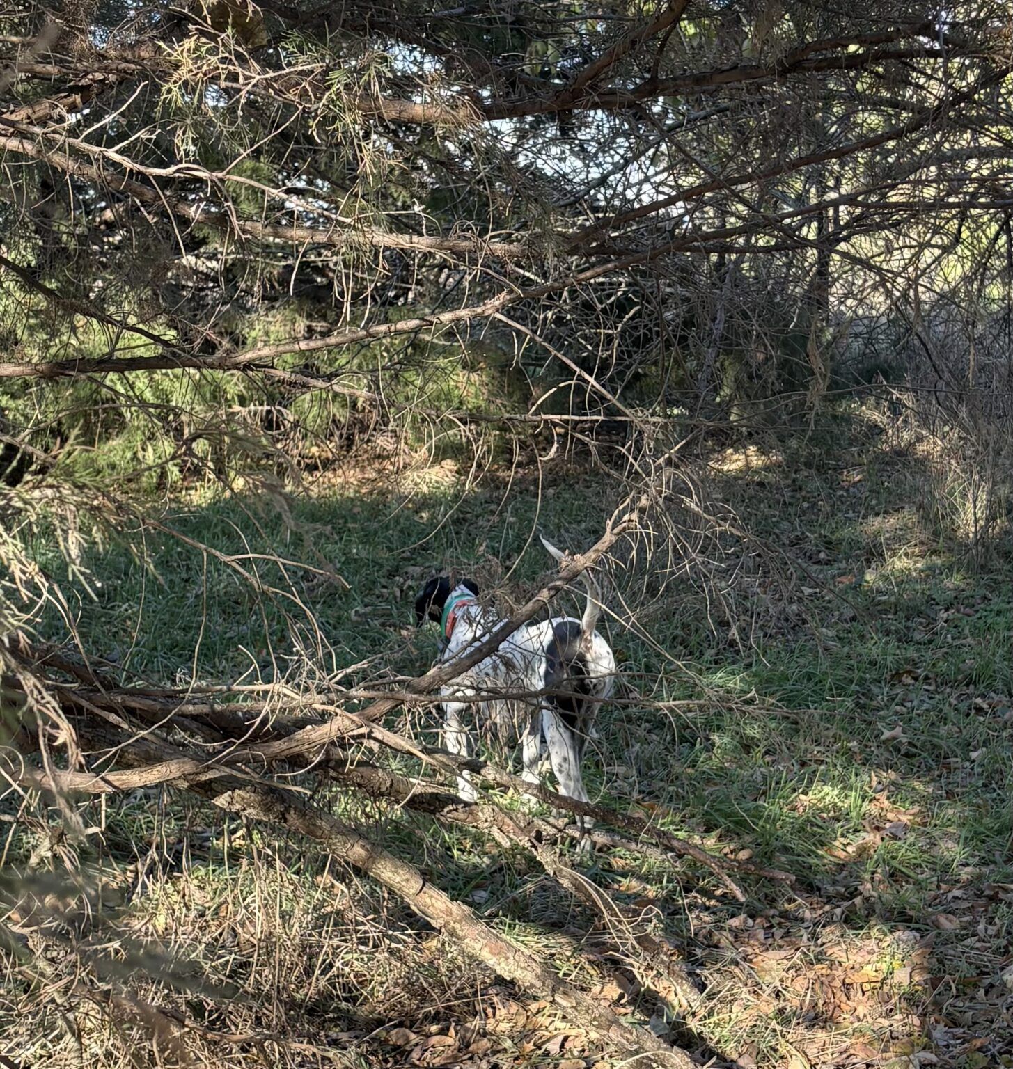 November 19, 2025 Update - Upland Birds Hunting