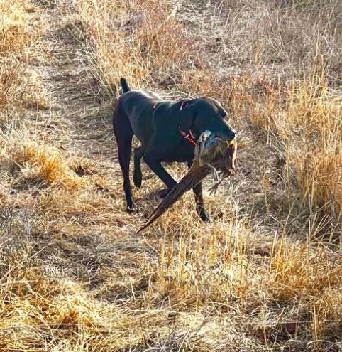 January 14, 2026 Update - Upland Birds Hunting